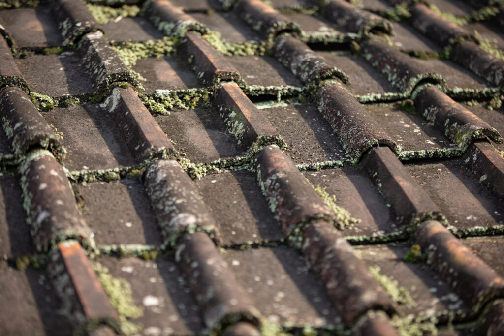 4 Signs Of Mold On The Roof - Ventura Roofing Company, Inc.